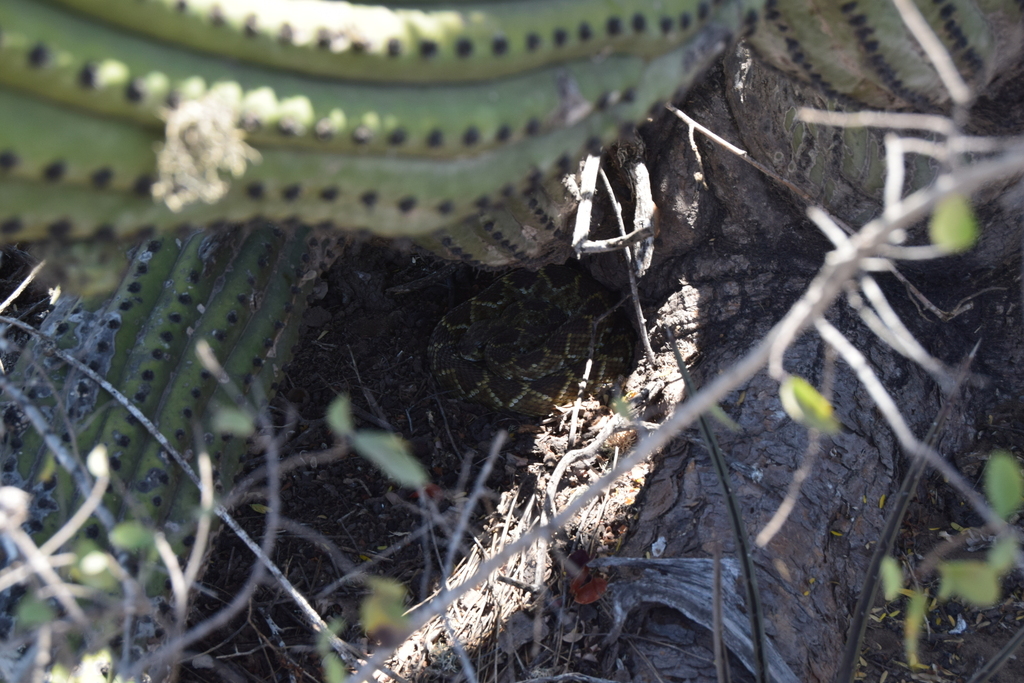 Basilisk Rattlesnake from Guasave, Sin., México on May 26, 2024 at 12: ...