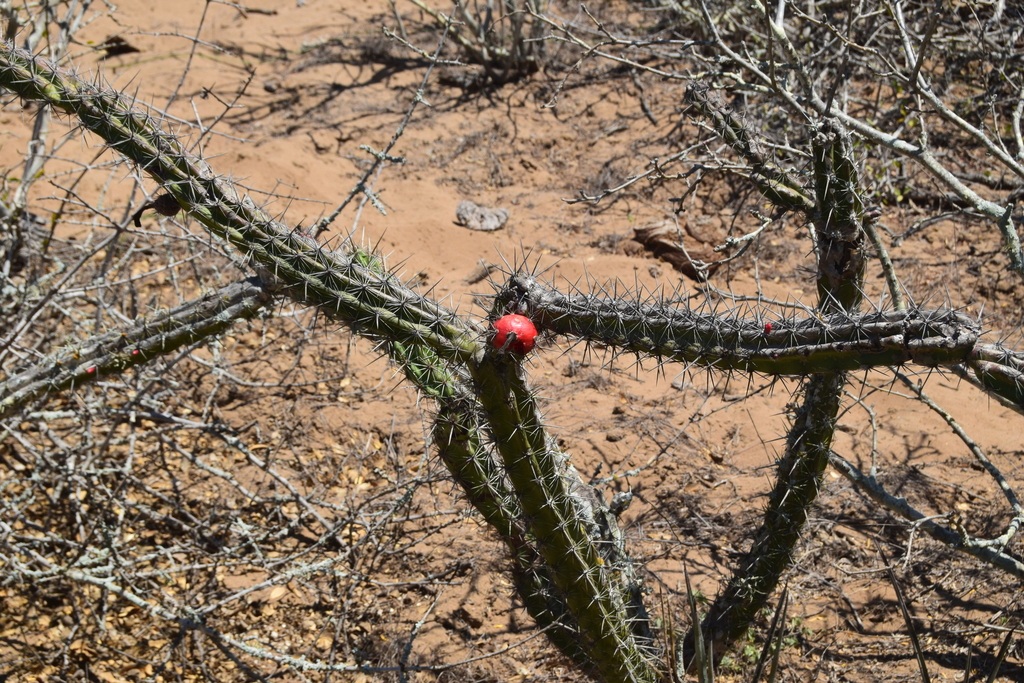 Octopus Cactus in May 2024 by J. Fernando Pío León · iNaturalist