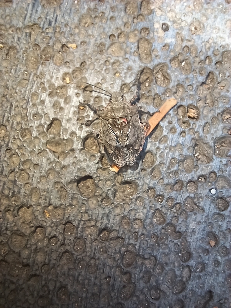 Four-humped Stink Bug from Facultad de Medicina, Edificio B, tercer ...