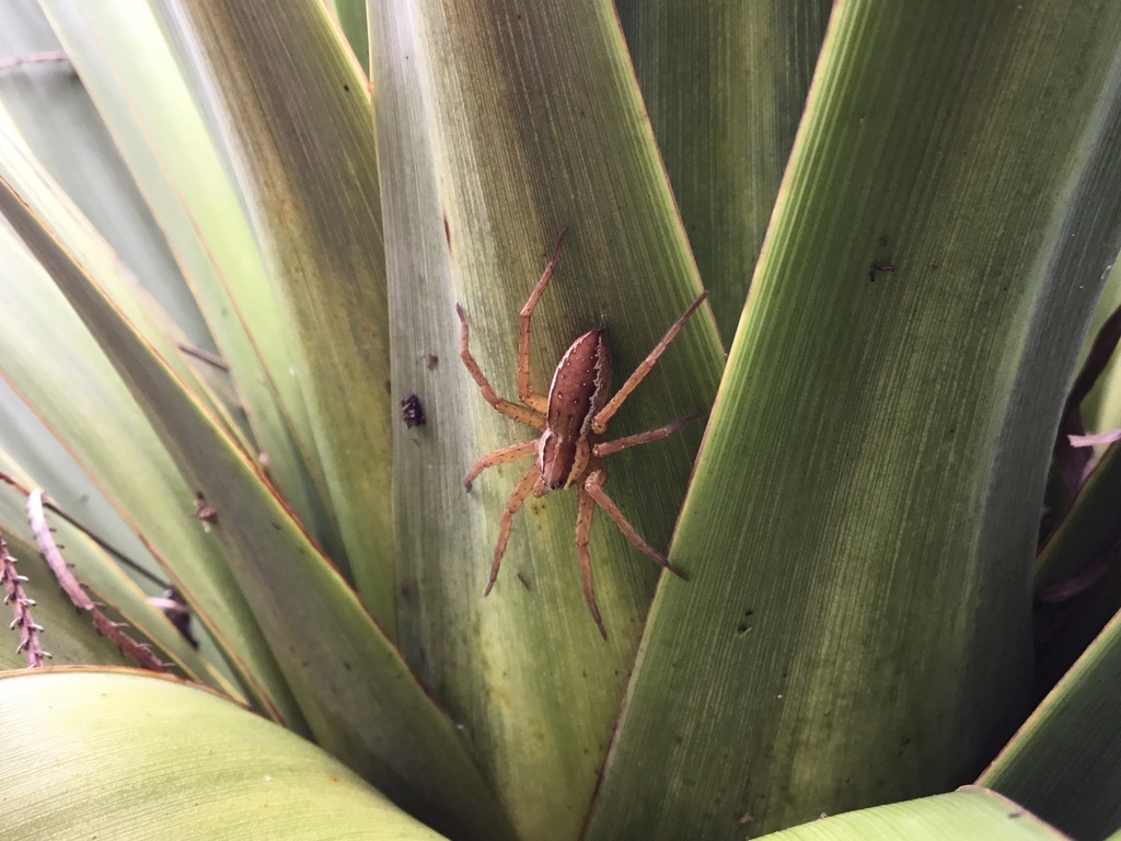 New Zealand Nursery Web Spider from Shoesmith Reserve, Warkworth ...