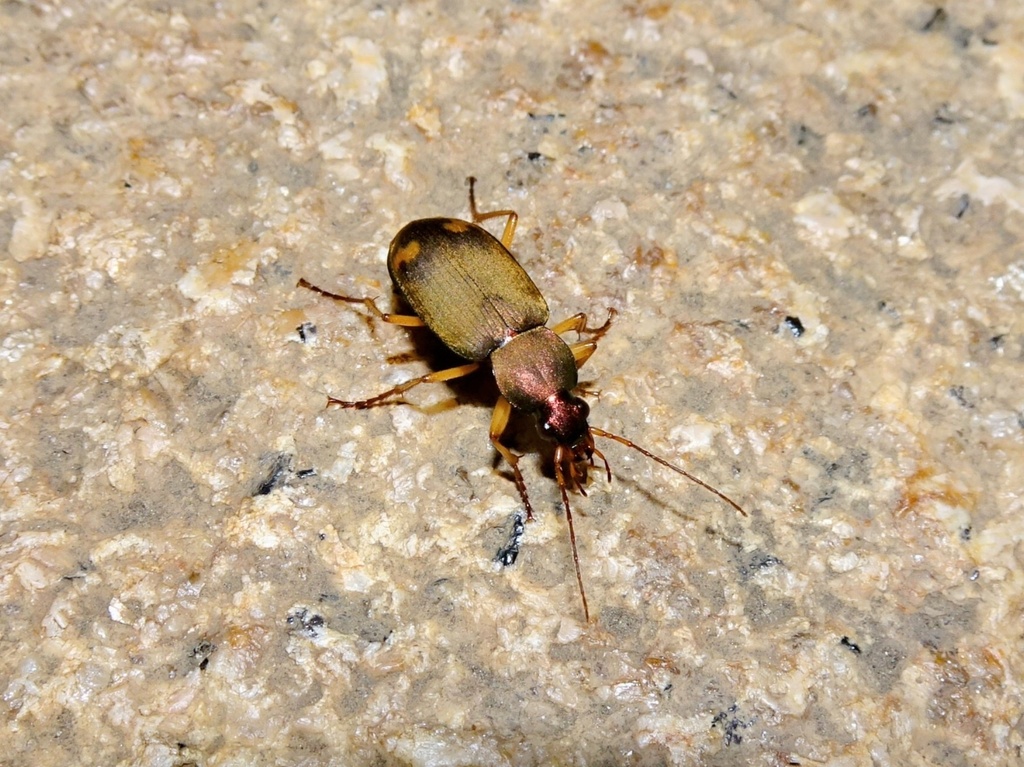 Chlaenius micans from 東京農業大学 厚木キャンパス, 厚木市, 神奈川県, JP on May 27, 2024 at ...