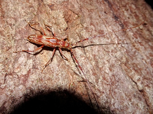 Subspecies Pseudaeolesthes chrysothrix chrysothrix · iNaturalist