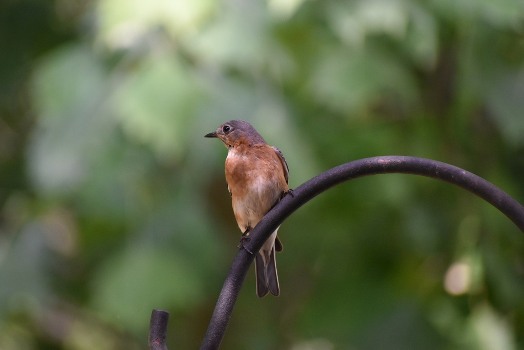 Eastern Bluebird in May 2024 by northerly · iNaturalist