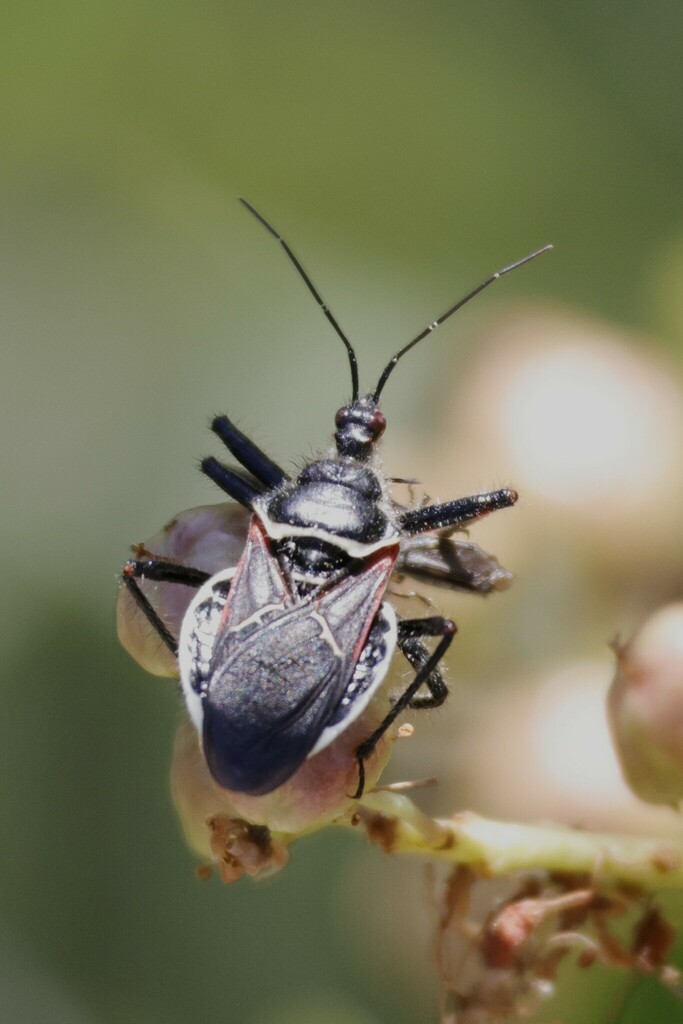California Bee Assassin in May 2024 by langooney · iNaturalist