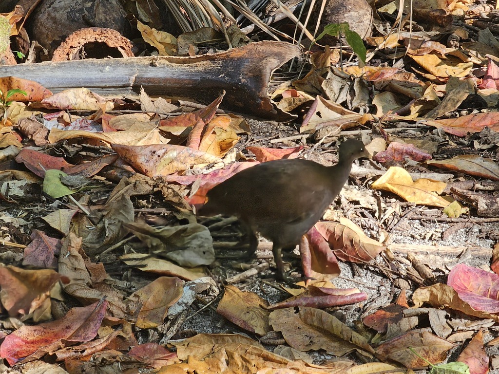 Birds from Turtle Islands, Tawi-Tawi, Philippines on March 23, 2024 at ...