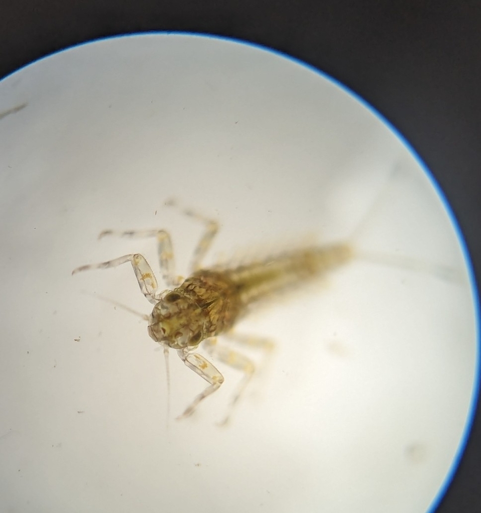Small Mayflies from Independence Charter Township, MI 48348, USA on May ...