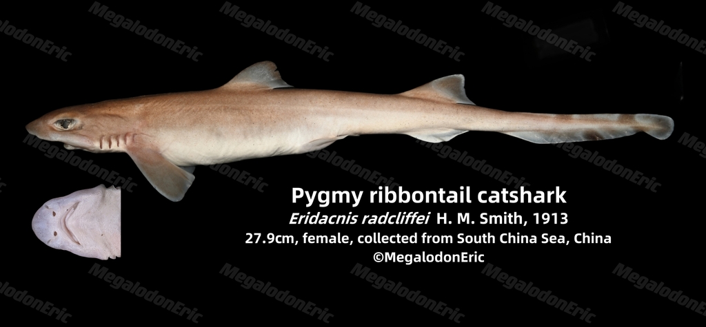 Pygmy Ribbontail Catshark from South China sea on April 17, 2024 at 09: ...