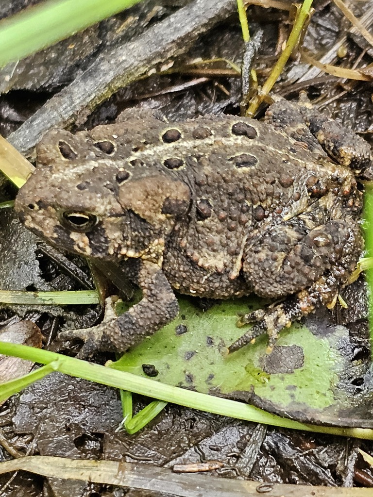 American Toad from Nicholson Wildlife Refuge, 1210 5 Mile Rd ...