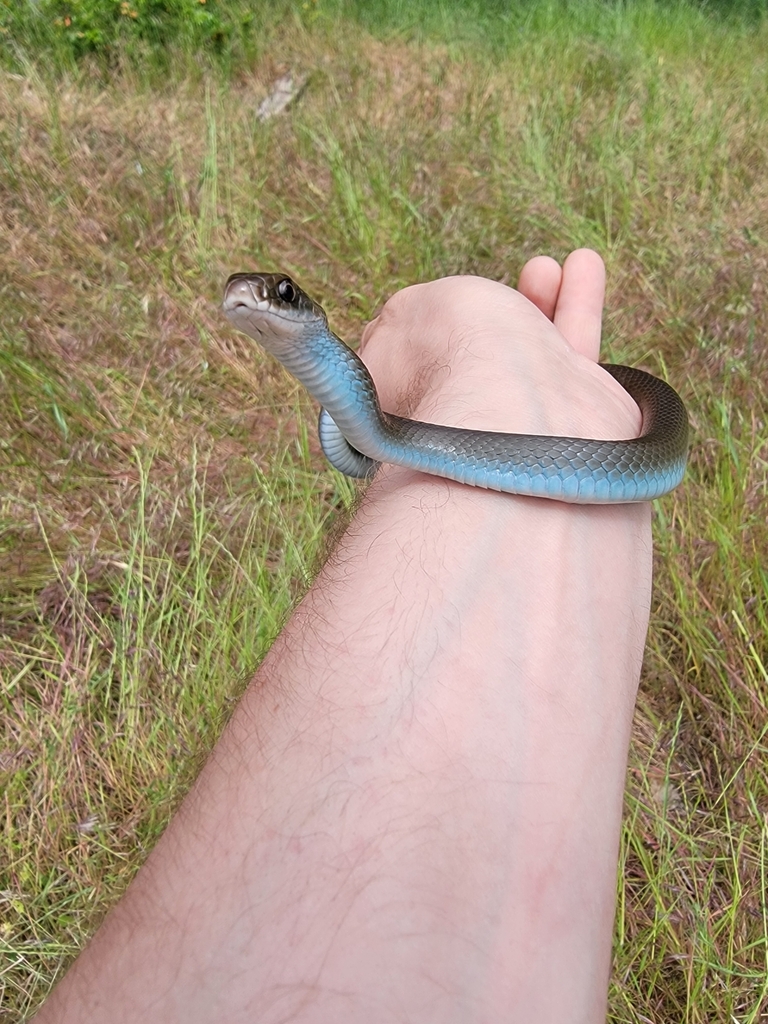 Western Yellow-bellied Racer in May 2024 by kyle19932015 · iNaturalist