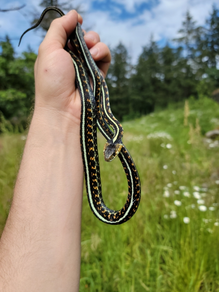 Red-spotted Garter Snake in May 2024 by kyle19932015 · iNaturalist