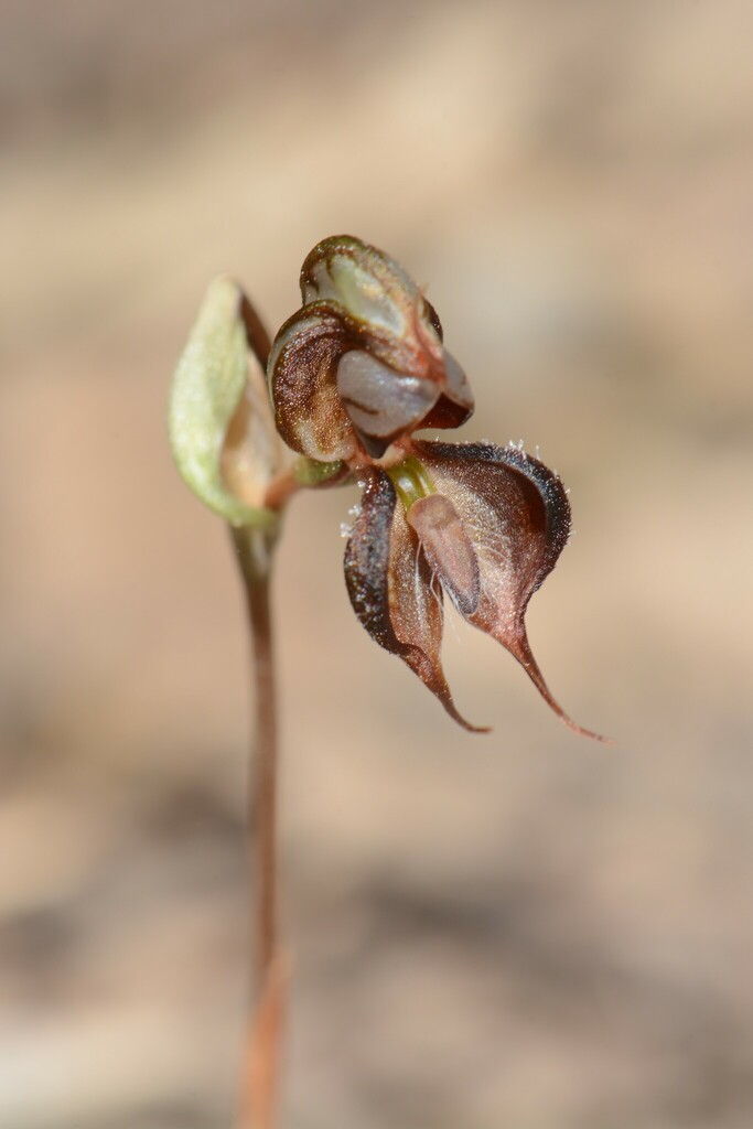 Pterostylis boormanii × setifera in November 2023 by Michael Keogh ...