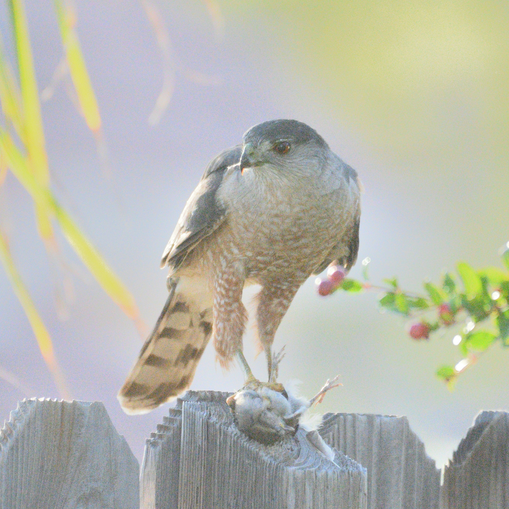 Cooper's Hawk in May 2024 by Daryl Williams. prey believed to be a ...