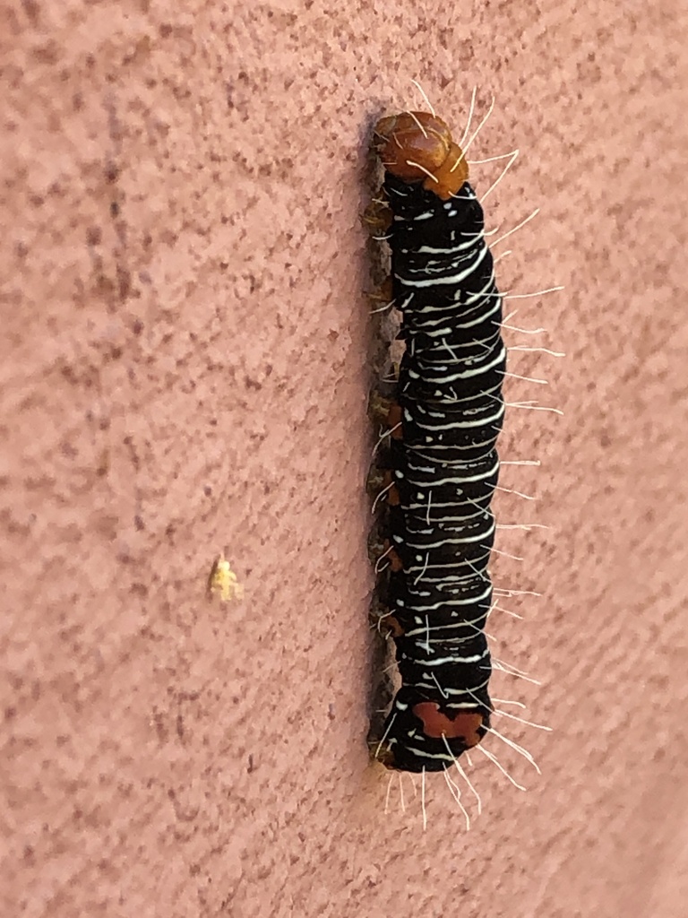 Mistletoe Moth from Olive Pink Botanic Garden, Desert Springs, NT, AU ...