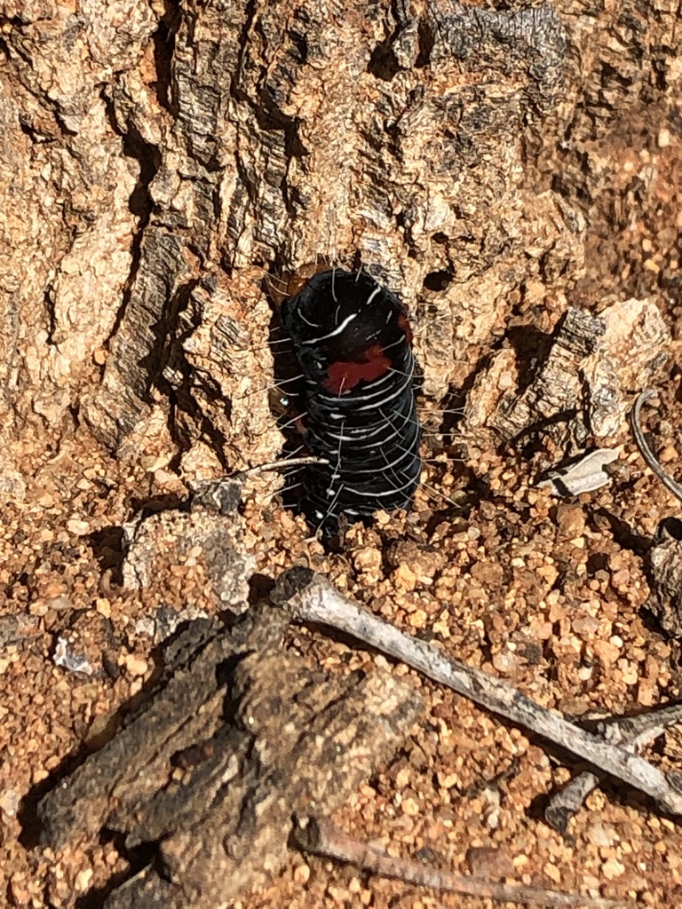 Mistletoe Moth from Olive Pink Botanic Garden, Desert Springs, NT, AU ...