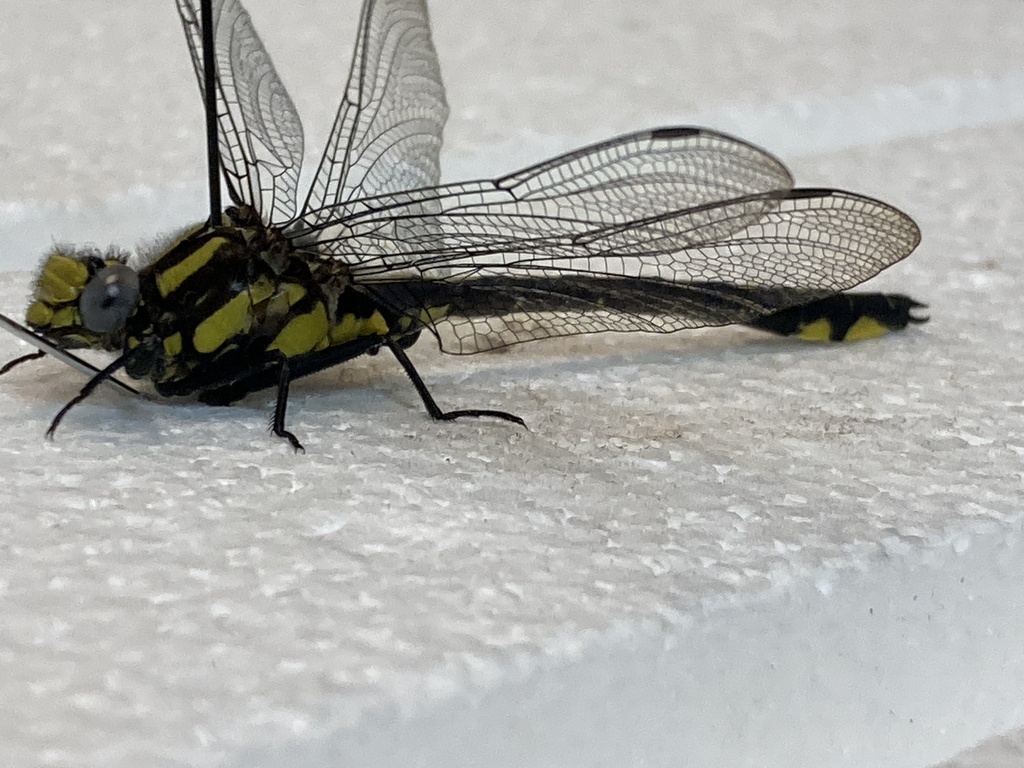 Pacific Clubtail from Grizzly Creek Redwoods State Park, Carlotta, CA ...
