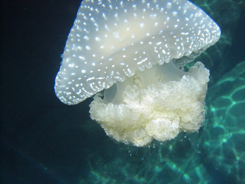 Australian Spotted Jelly from HaDarom, IL on July 12, 2015 at 09:28 AM ...