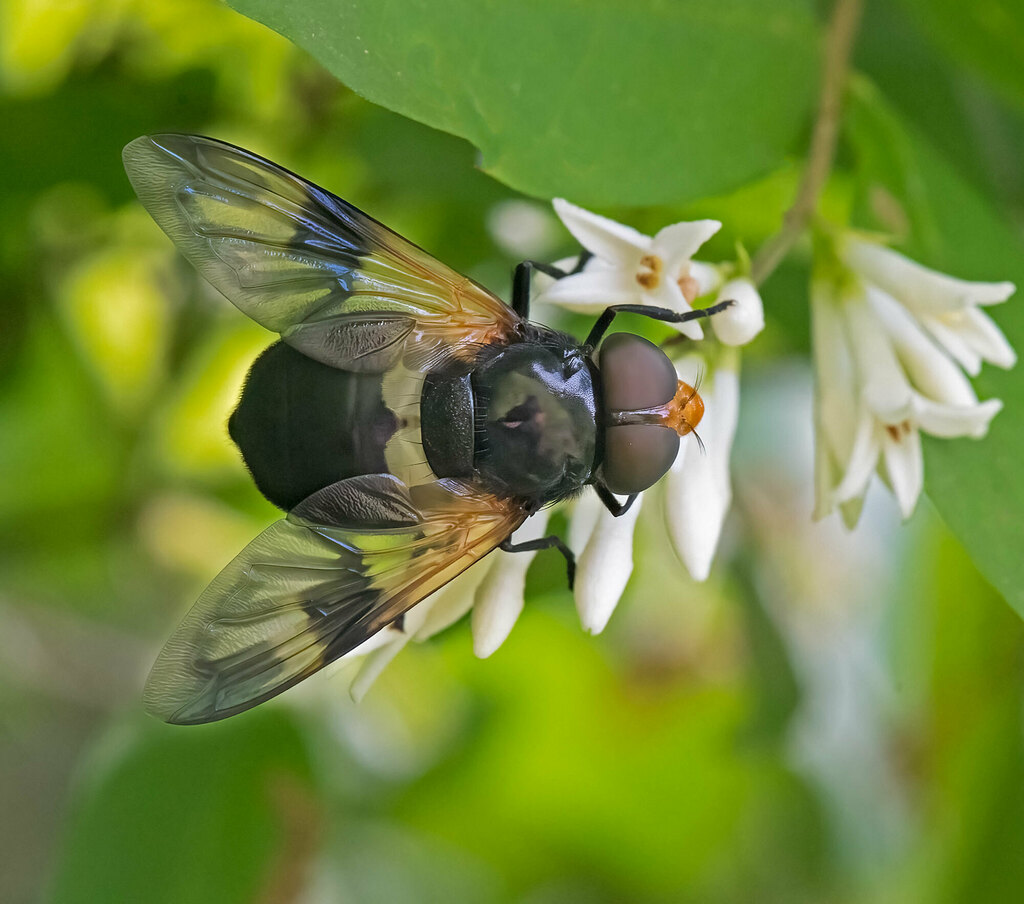 Volucella nigricans from Uiryeong-eup, Uiryeong-gun, Gyeongsangnam-do ...