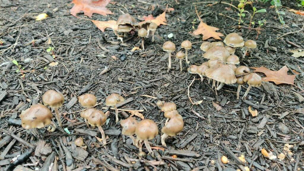 Psilocybe baeocystis from Burnaby, BC, Canada on October 20, 2023 at 12 ...