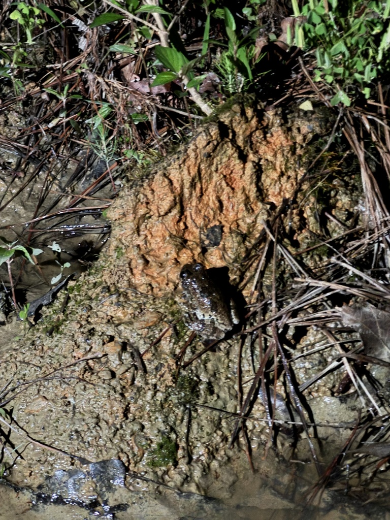 Hyline Tree Frogs from Beaver Creek Rd, New Hill, NC, US on May 27 ...