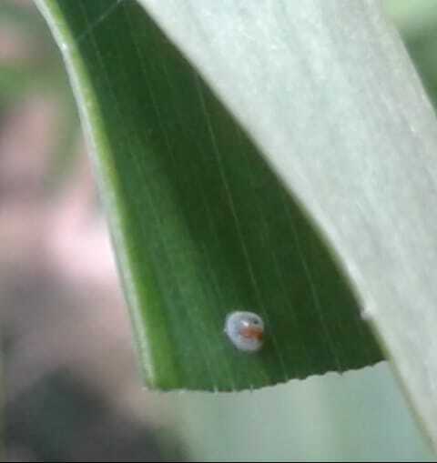Grass Demon from Maharagama, Sri Lanka on August 17, 2021 at 09:15 AM ...