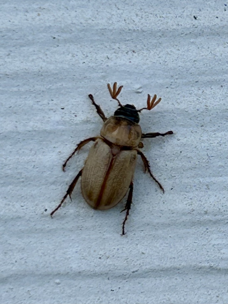 Cyclocephala seditiosa (Dynastinae of the United States) · iNaturalist