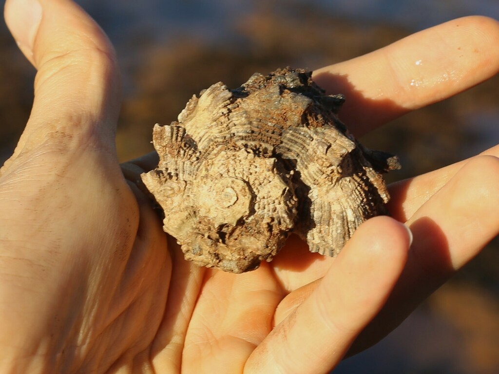 Lacinate Dolphin Shell from Finucane WA 6722, Australia on May 8, 2024 ...