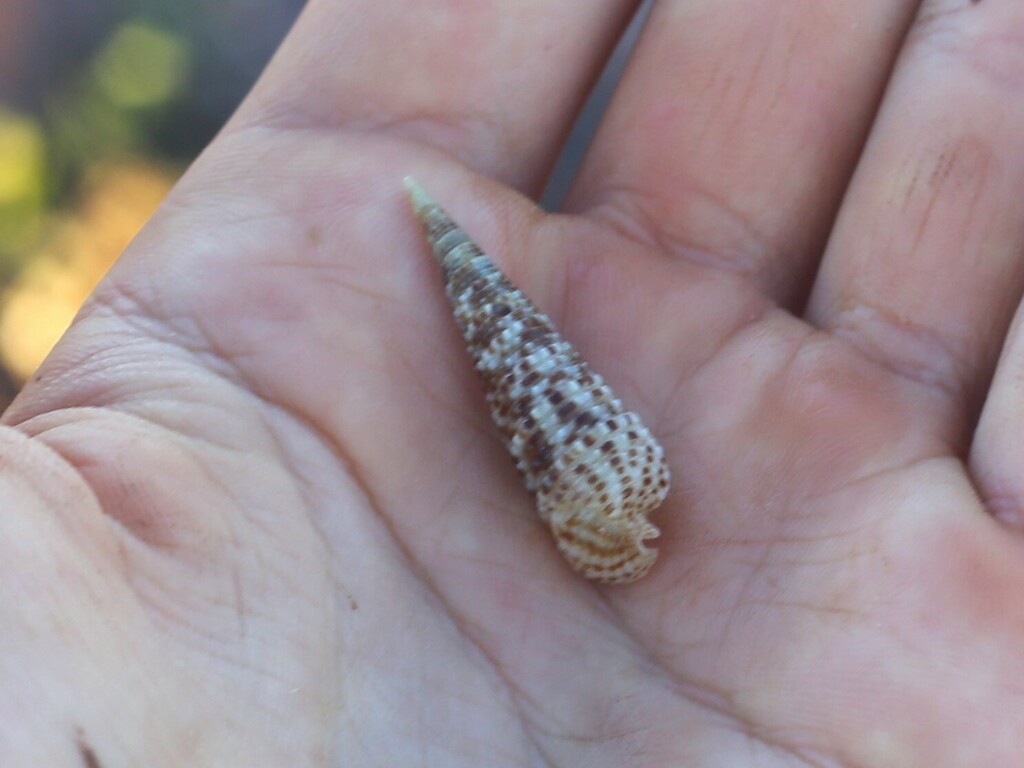 Rhinoclavis bituberculata from Boodarie WA 6722, Australia on May 8, 2024 at 04:59 PM by Zaire ...