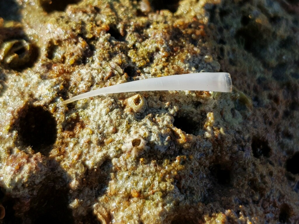 Tusk Shells from Finucane WA 6722, Australia on May 8, 2024 at 03:56 PM ...