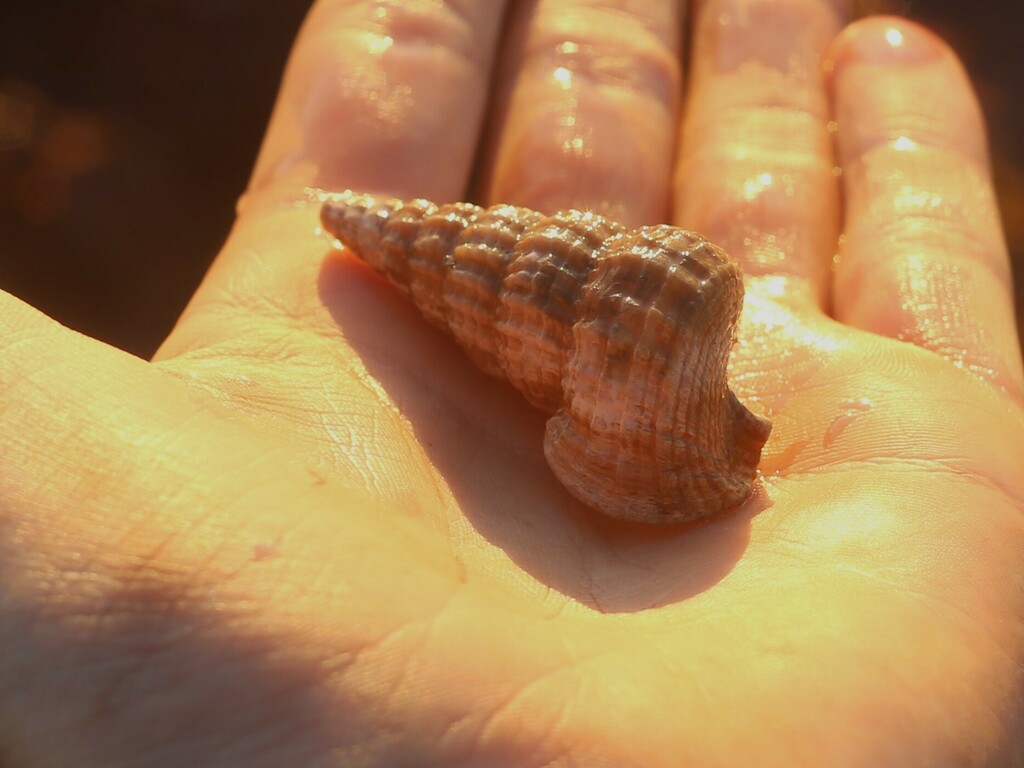 Cerithidea from Boodarie WA 6722, Australia on May 8, 2024 at 05:26 PM ...