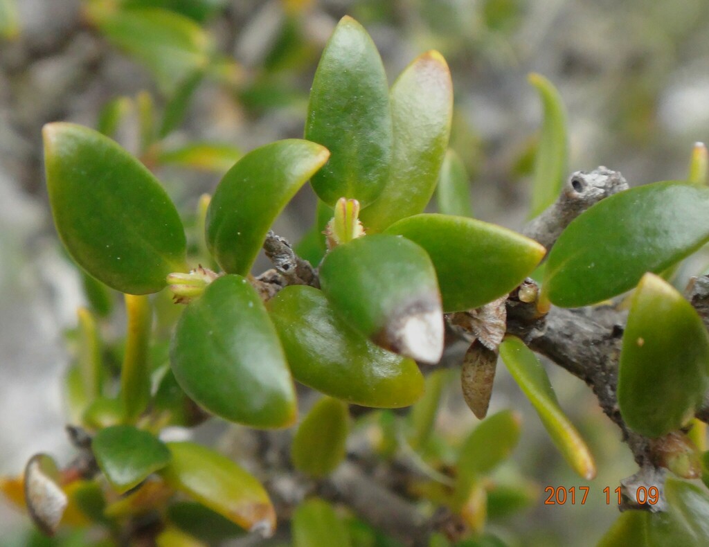 Mountain Currant from Wellington Park TAS 7054, Australia on November 9 ...