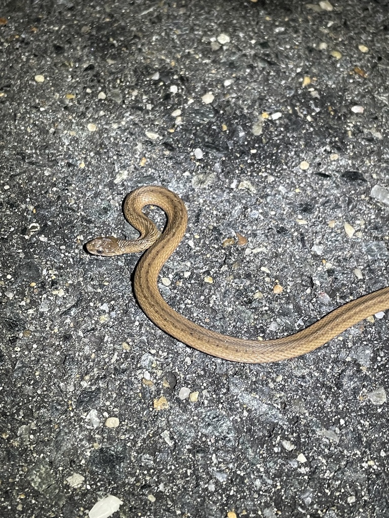 DeKay's Brownsnake from US-264, Stumpy Point, NC, US on May 27, 2024 at ...