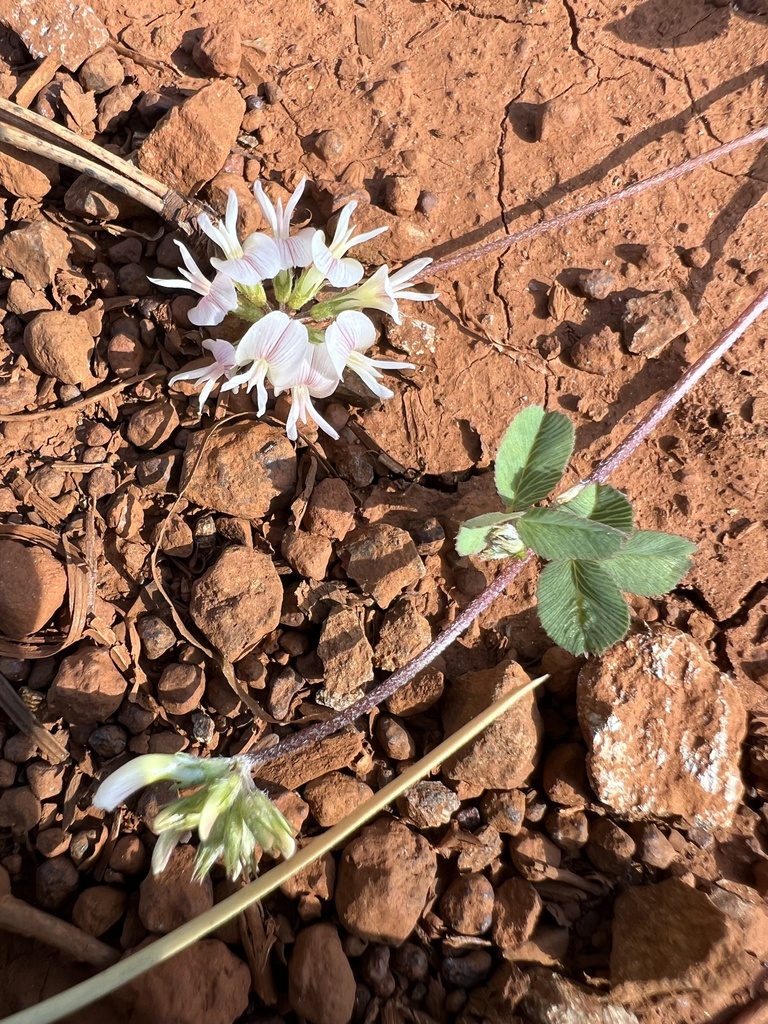 Brewer's Clover from Rogue River-Siskiyou National Forest, O Brien, OR ...