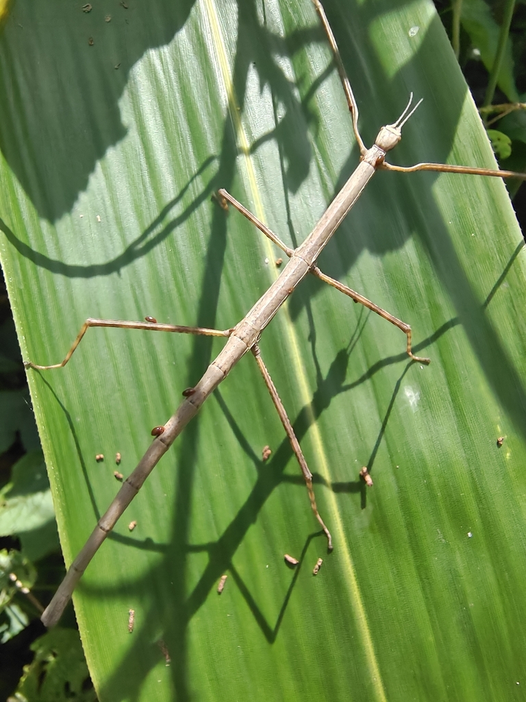 Ramulus rotundus from Yichun, CN-JX, CN on May 28, 2024 at 10:28 AM by ...