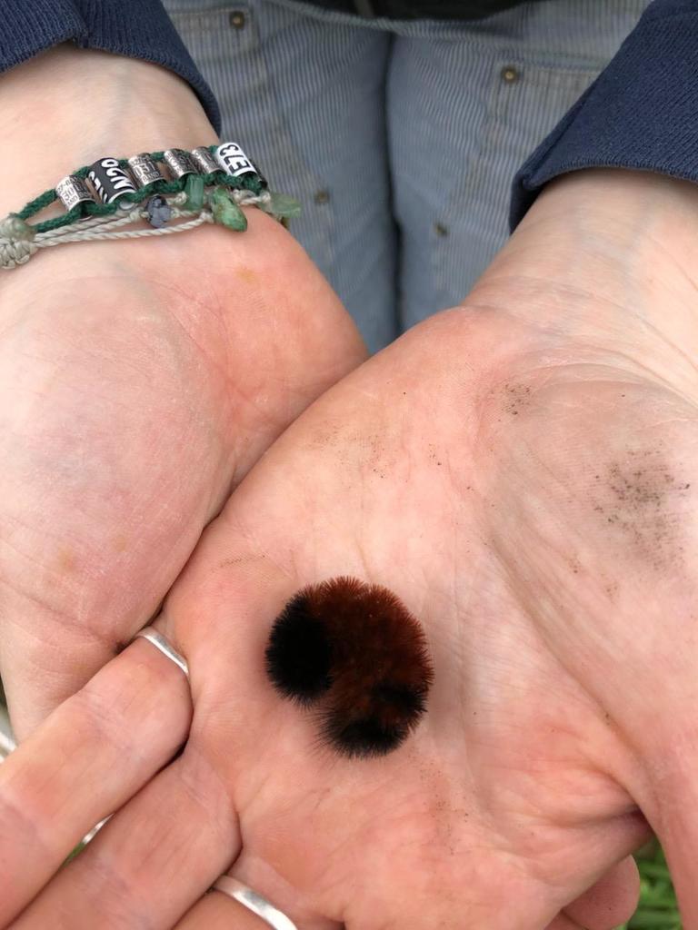 Isabella Tiger Moth from White Island Lighthouse, White Island, Rye, NH ...