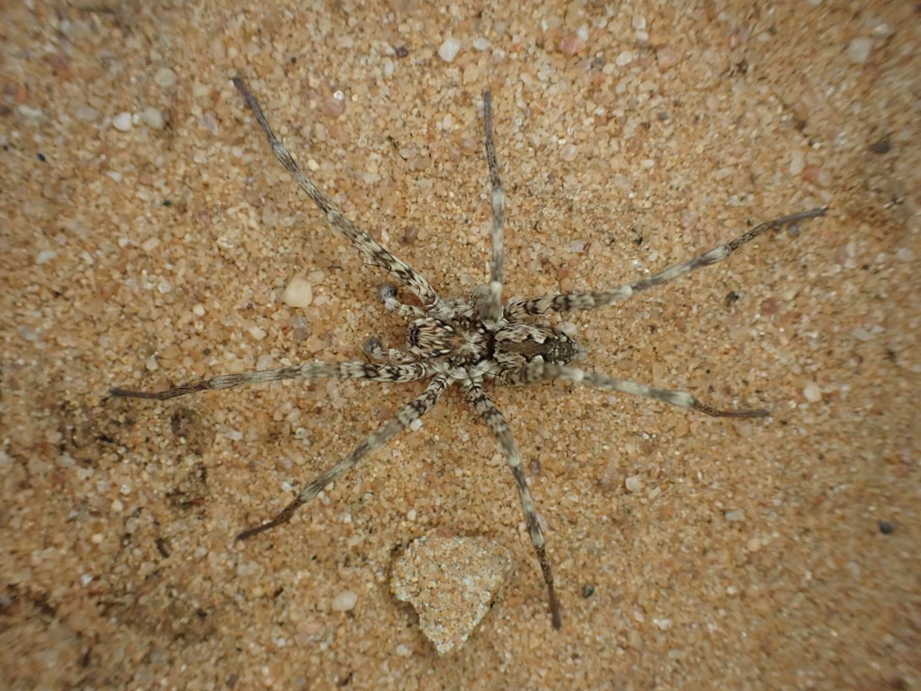 Prowling Spiders in May 2024 by Mark Hura · iNaturalist
