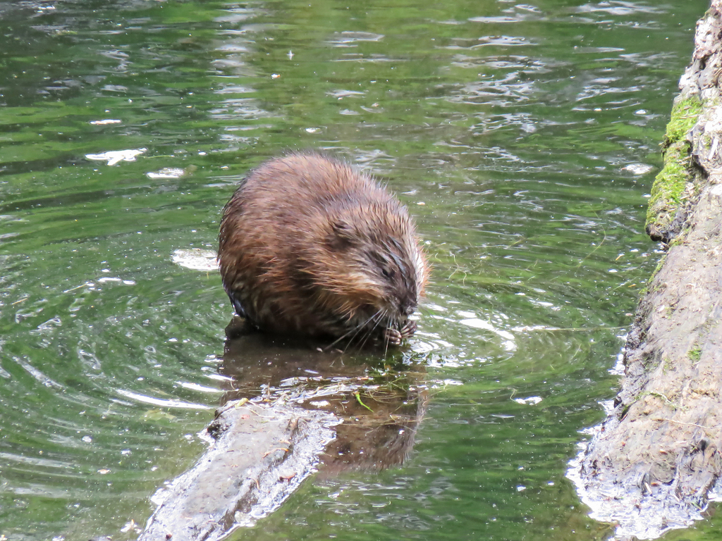 Muskrat from Southeast Portland, Portland, OR, USA on May 12, 2019 at ...
