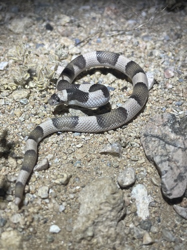 Saddled Leafnose Snake (Phyllorhynchus browni) - Snakes and Lizards