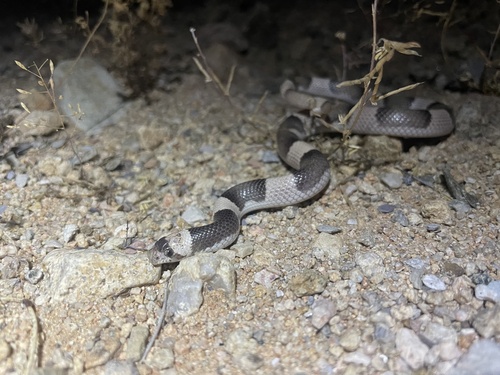 Saddled Leafnose Snake (Phyllorhynchus browni) - Snakes and Lizards