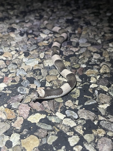Saddled Leafnose Snake (Phyllorhynchus browni) - Snakes and Lizards