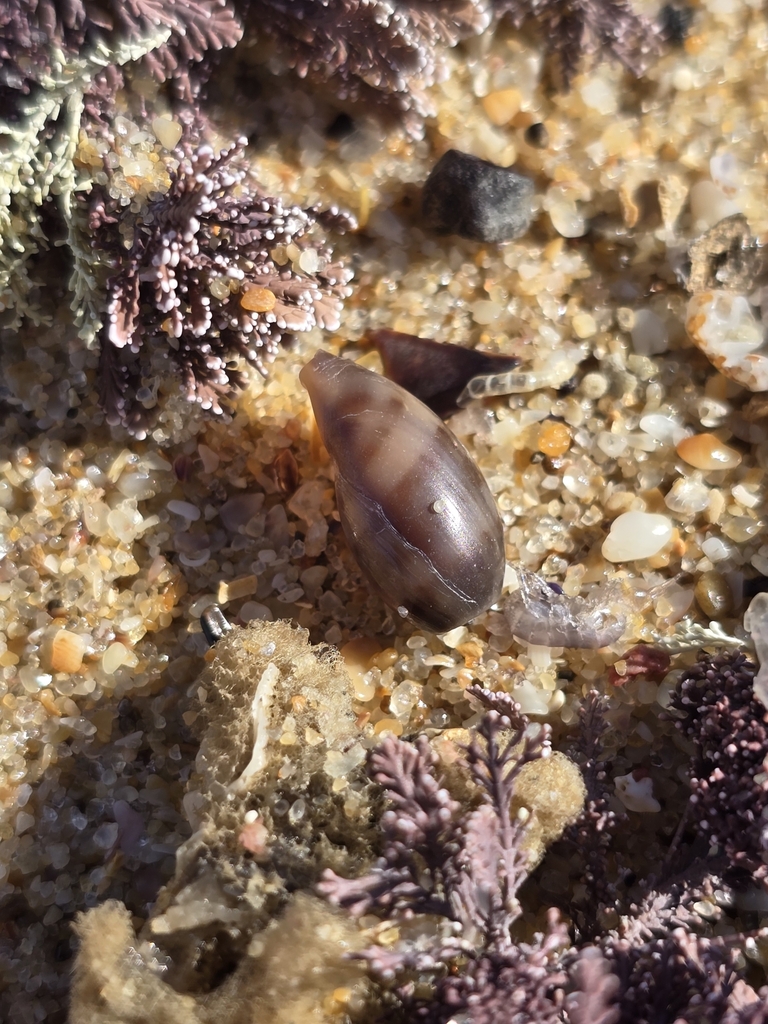 yellow-toothed cowrie from Shelly Beach QLD 4551, Australia on May 28 ...