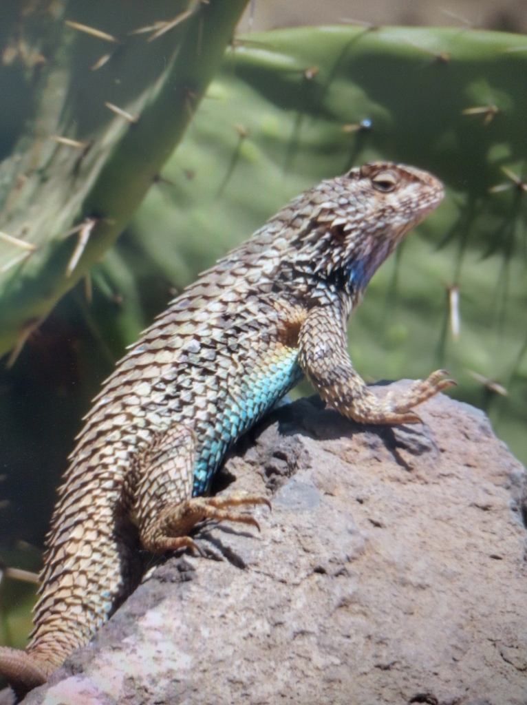 Eastern Spiny Lizard from 55825 Mexico on April 11, 2024 by Wim De ...