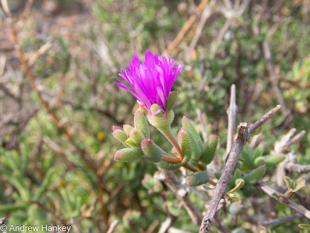 Late Crownfig in May 2024 by Andrew Hankey · iNaturalist