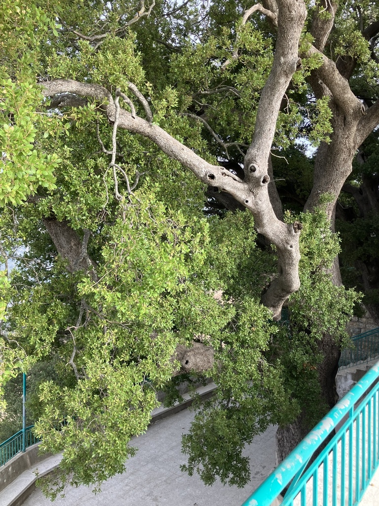 Kermes oak complex (Quercus coccifera) - Botanical Realm