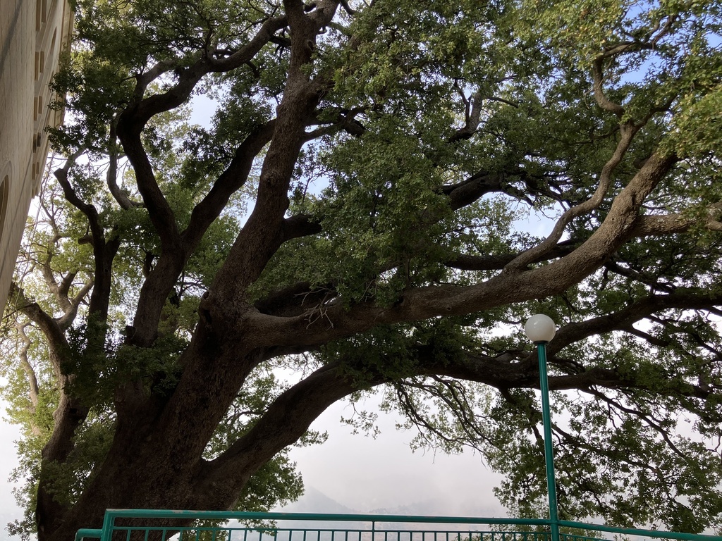 Kermes oak complex (Quercus coccifera) - Botanical Realm