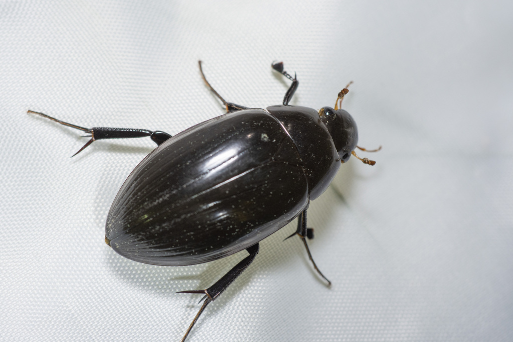 Hydrophilus aterrimus from Кстовский р-н, Нижегородская обл., Россия on ...