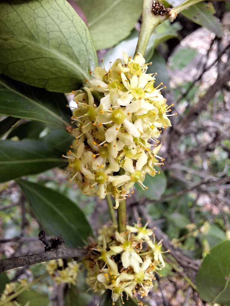 Koko Tree from Mbombela, South Africa on January 1, 2024 at 02:04 PM by ...
