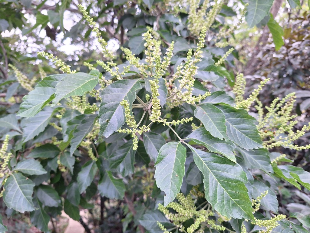 African Allophyllus from Mbombela, South Africa on January 1, 2024 at ...
