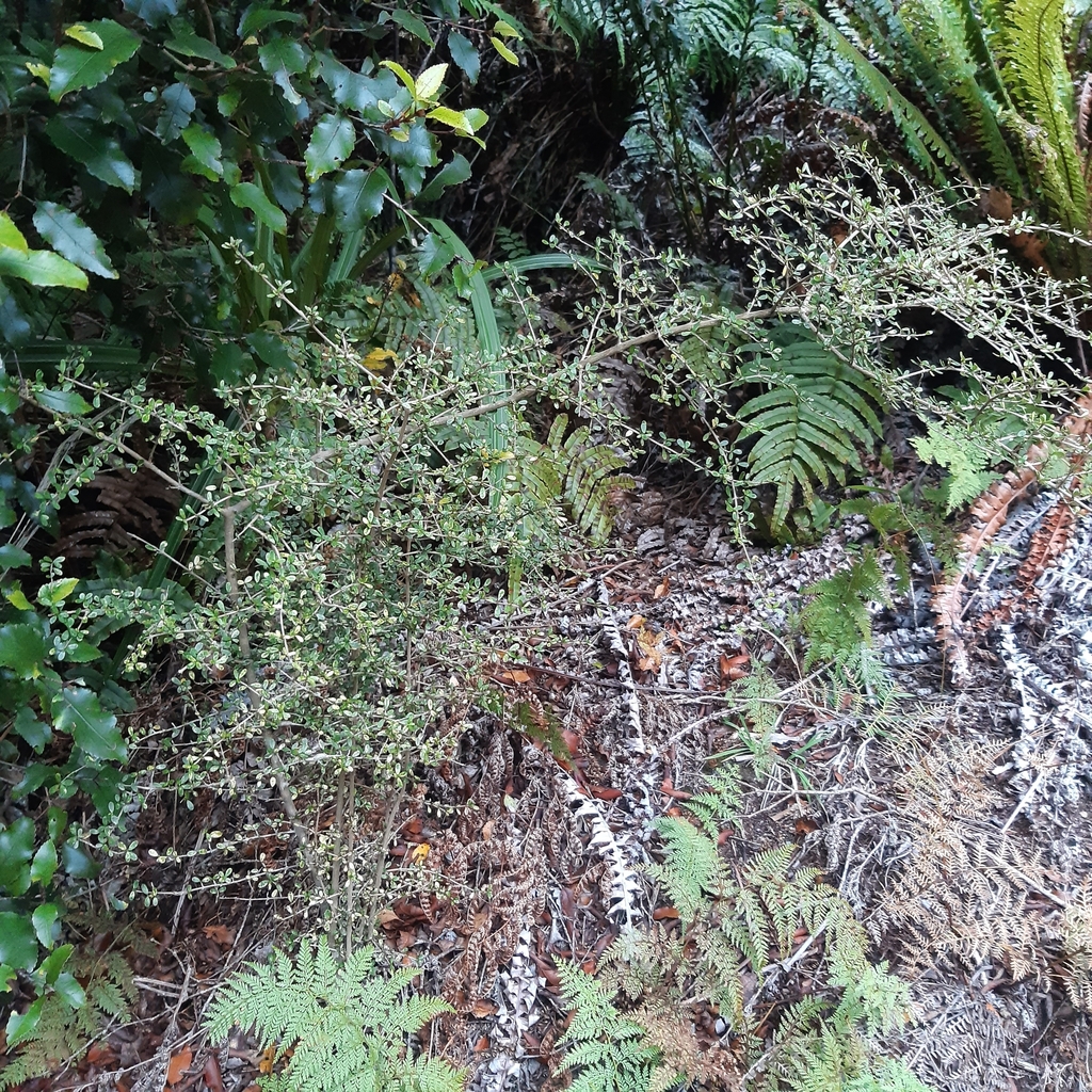Coprosma from Akatarawa Valley, Upper Hutt 5372, New Zealand on May 28 ...
