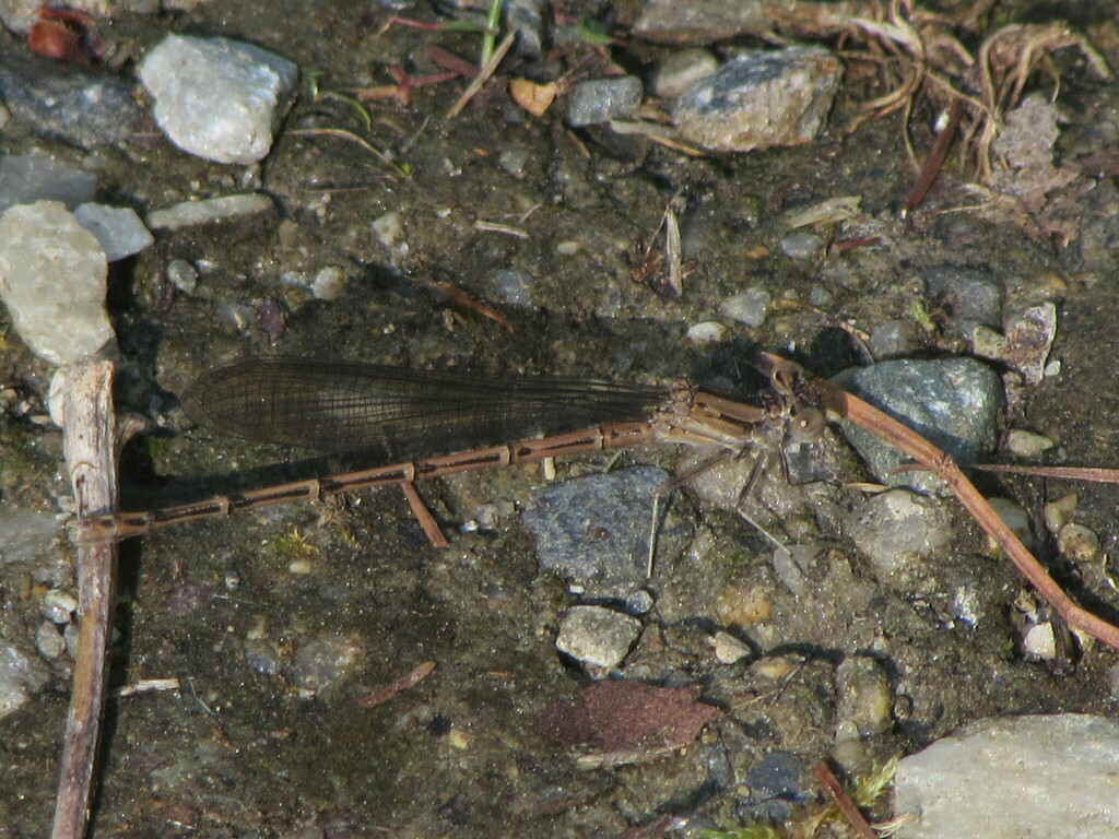 Variable Dancer from Danby, VT, USA on May 26, 2024 at 08:45 AM by ...