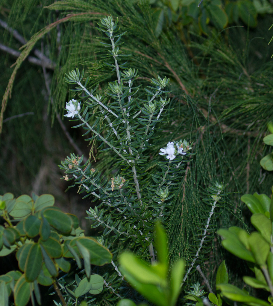Westringia from Point Arkwright on May 22, 2016 at 06:29 AM by Gavin ...